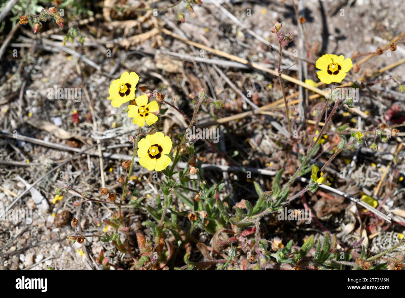 Guttatum hi-res stock photography and images - Alamy