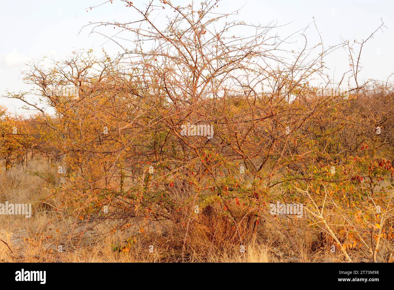 Purple pod terminalia prunioides hi-res stock photography and images ...