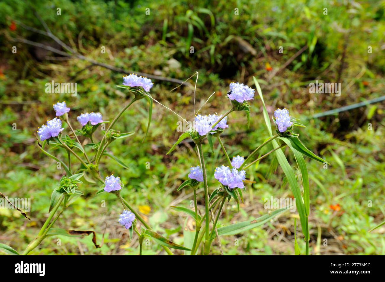 Cyanotis polyrrhiza is a perennial herb native to Ethiopia. This photo ...