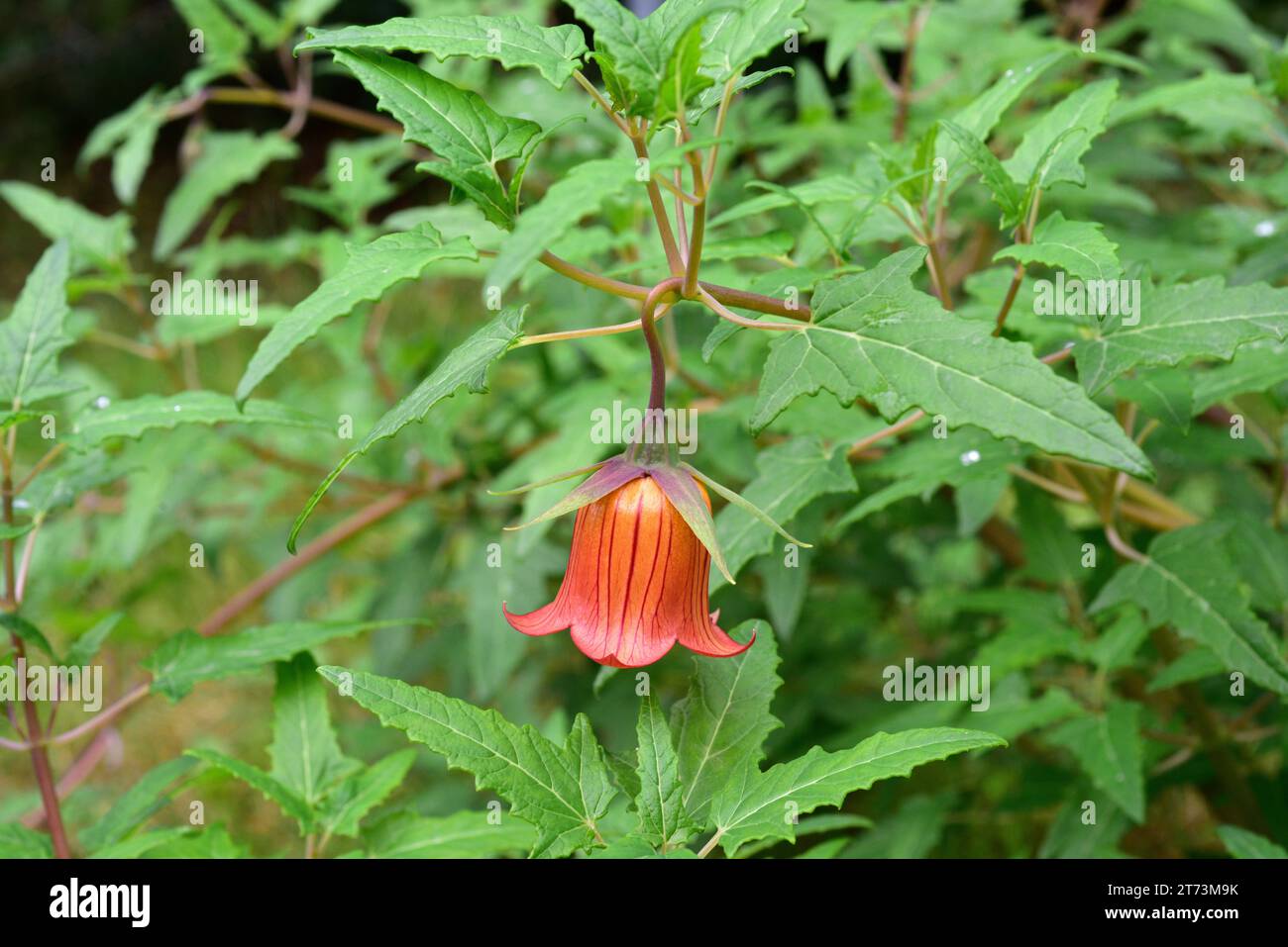 Canary bellflower (Canarina canariensis) is a perennial vine endemic to ...
