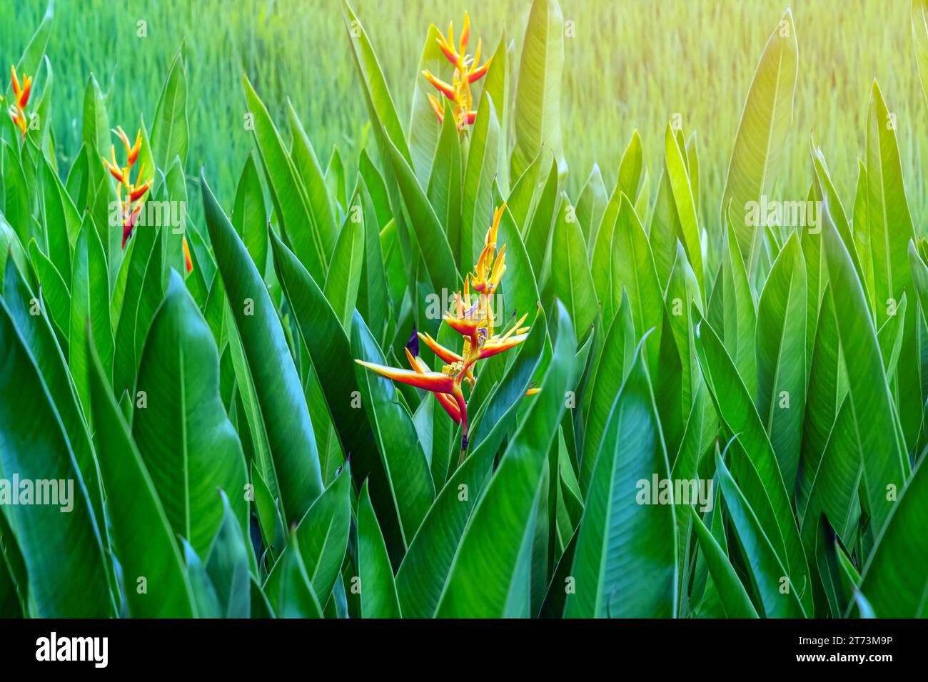 A parrots beak heliconia (heliconia psittacorum). Heliconia psittacorum ...