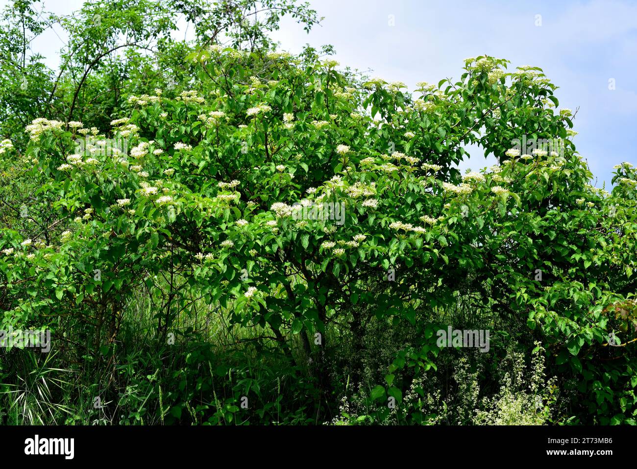 Common dogwood (Cornus sanguinea) is a deciduous large shrub native to ...