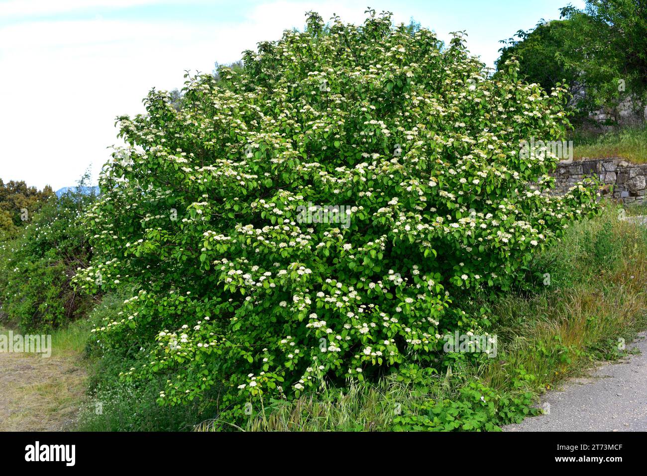 Common dogwood (Cornus sanguinea) is a deciduous large shrub native to ...