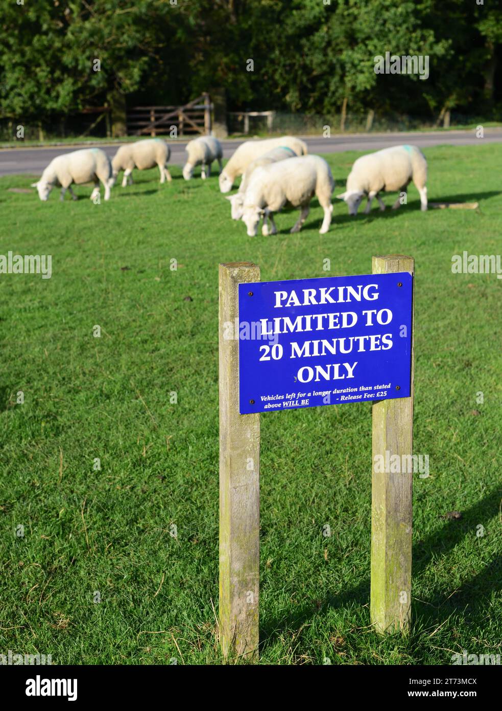 Sheep grazing sign hi-res stock photography and images - Alamy