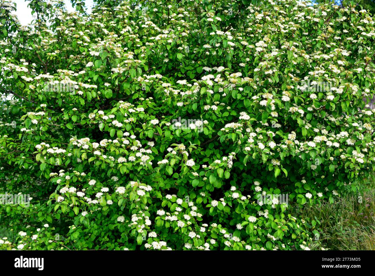 Common dogwood (Cornus sanguinea) is a deciduous large shrub native to ...