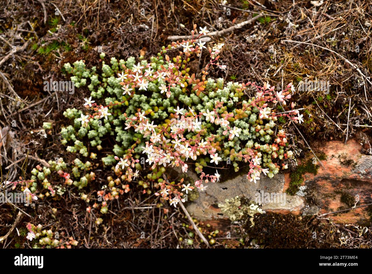 Stonecrops (Sedum brevifolium) is a succulent plant native to southern ...
