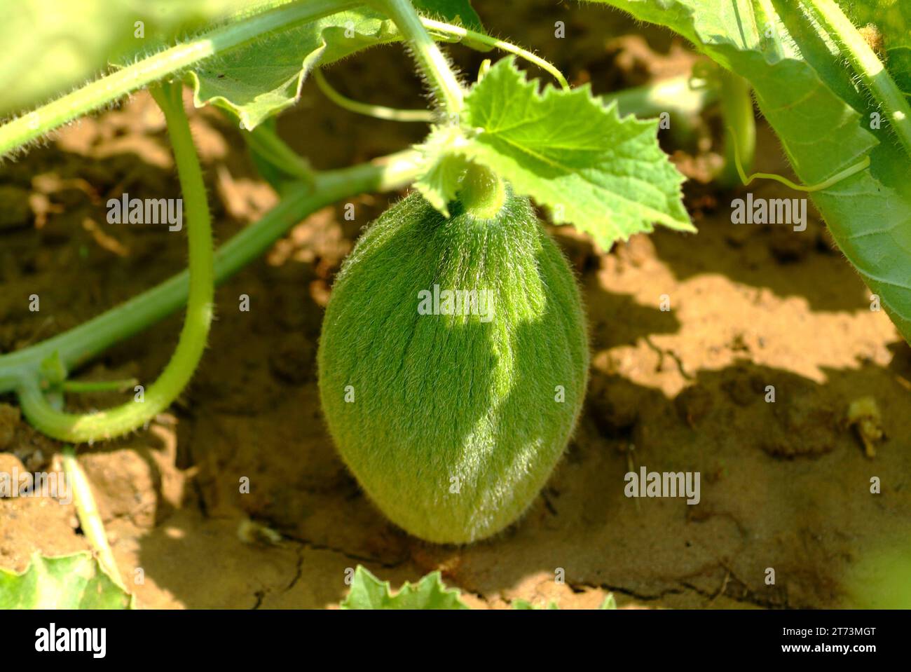 Melon (Cucumis melo) is an annual creeping plant widely cultivated for ...
