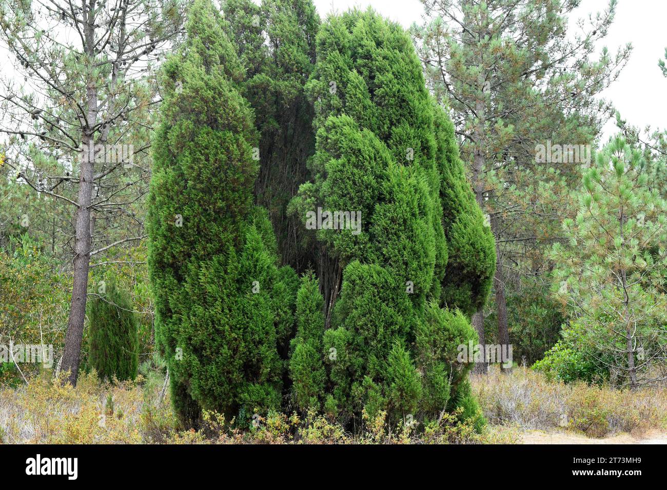 Phoenicean juniper (Juniperus phoenicea) is an evergreen tree native to ...
