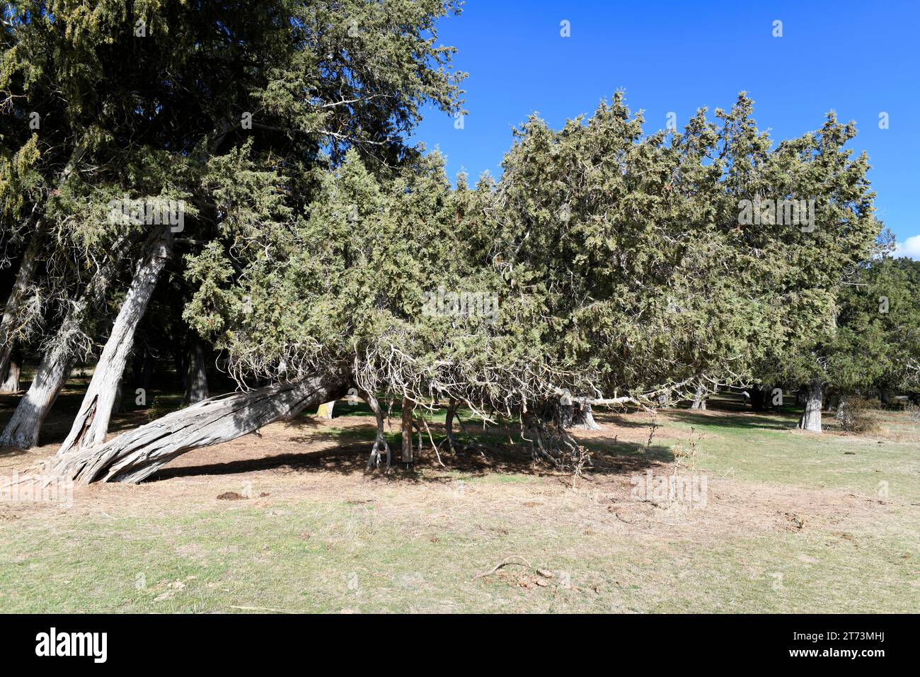 Spanish juniper (Juniperus thurifera) is an evergreen tree native to ...