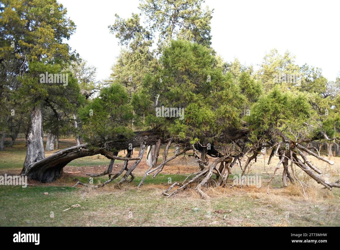 Spanish juniper (Juniperus thurifera) is an evergreen tree native to ...