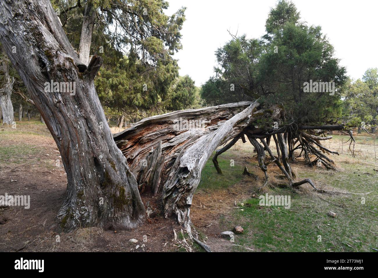 Spanish juniper (Juniperus thurifera) is an evergreen tree native to ...