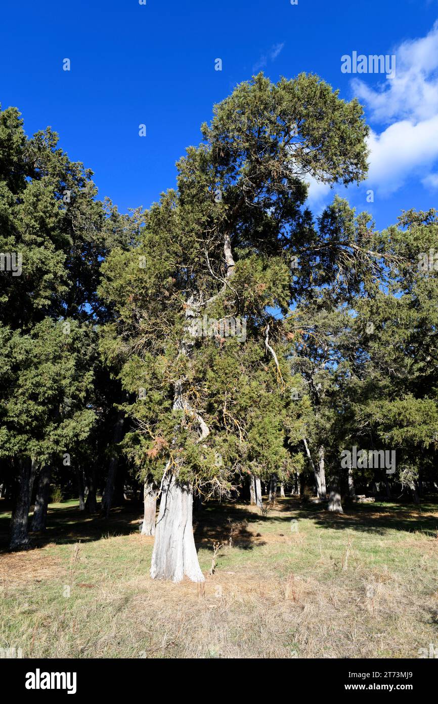Spanish juniper (Juniperus thurifera) is an evergreen tree native to ...