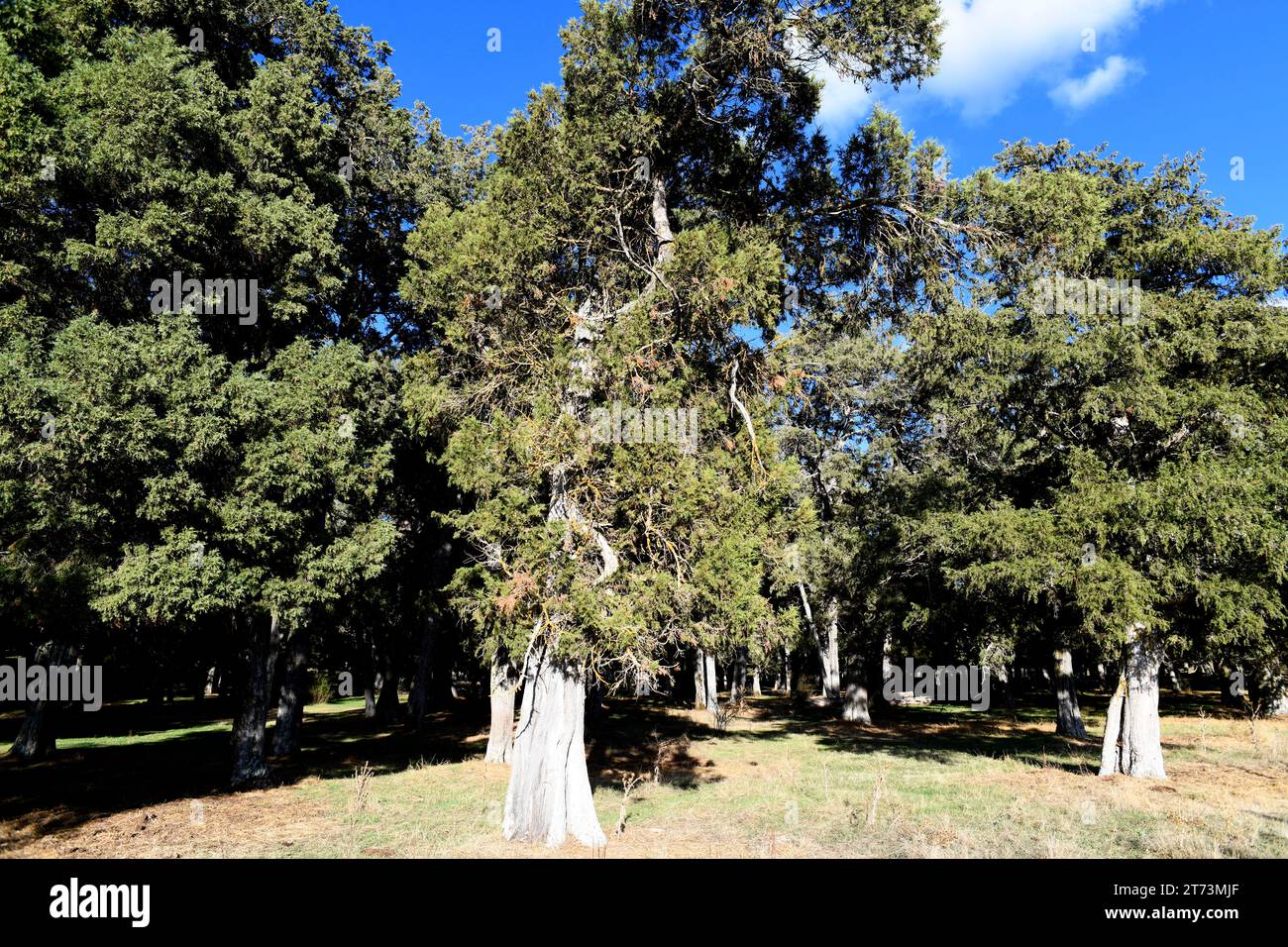Spanish juniper (Juniperus thurifera) is an evergreen tree native to ...