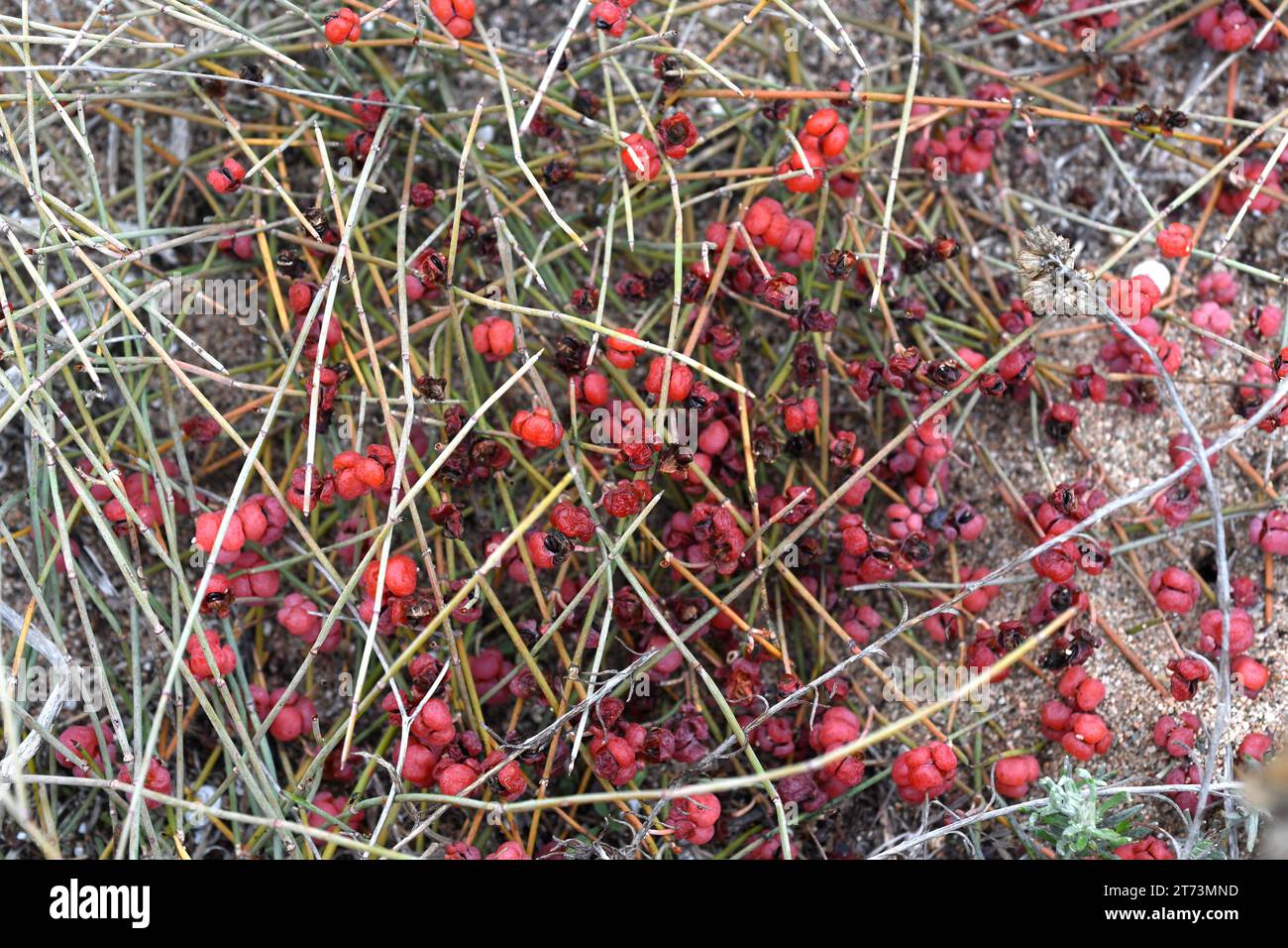 Belcho hi-res stock photography and images - Alamy