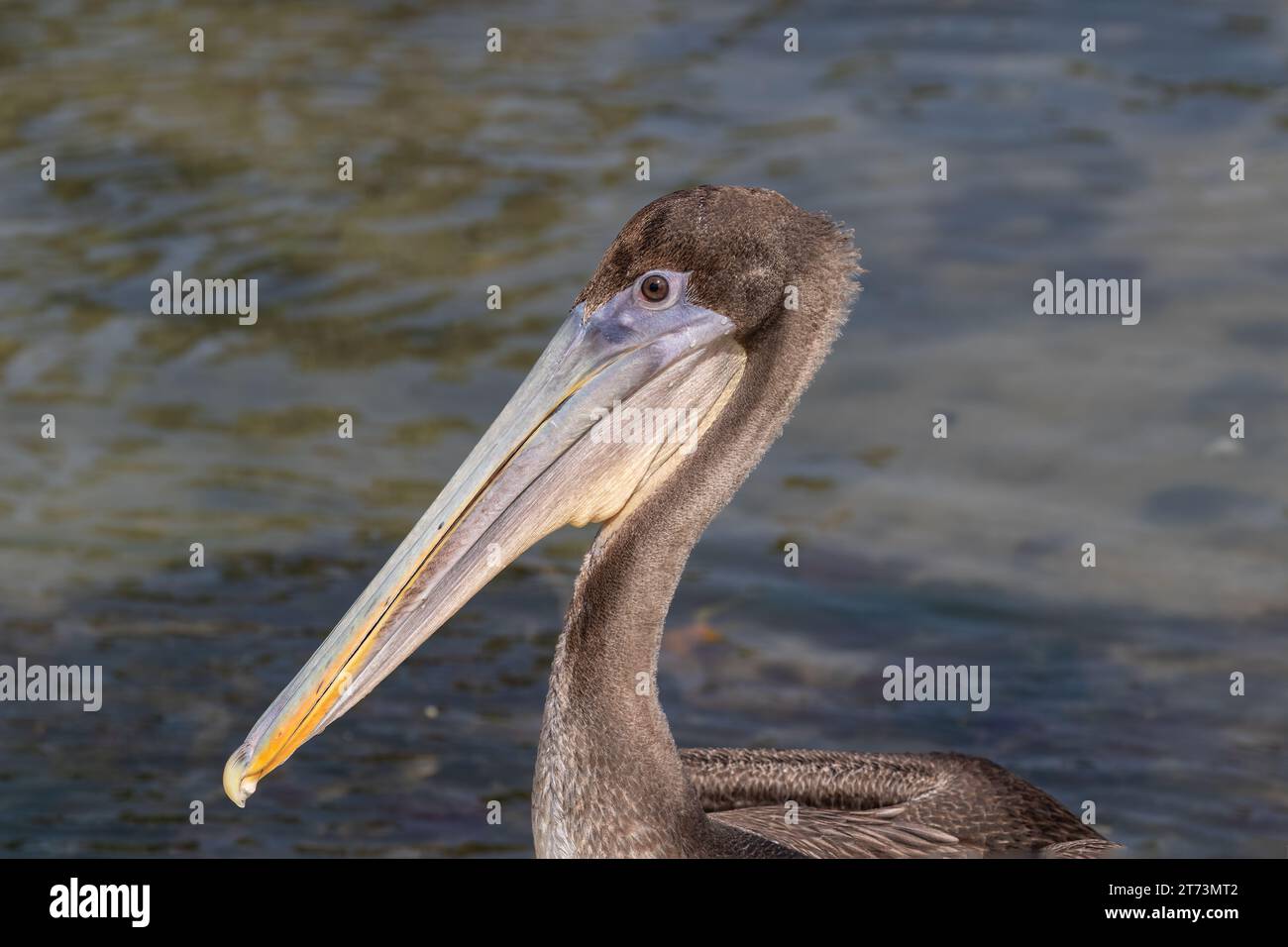 Closeup of head, Brown Pelican (Pelecanus occidentalis). Water in ...