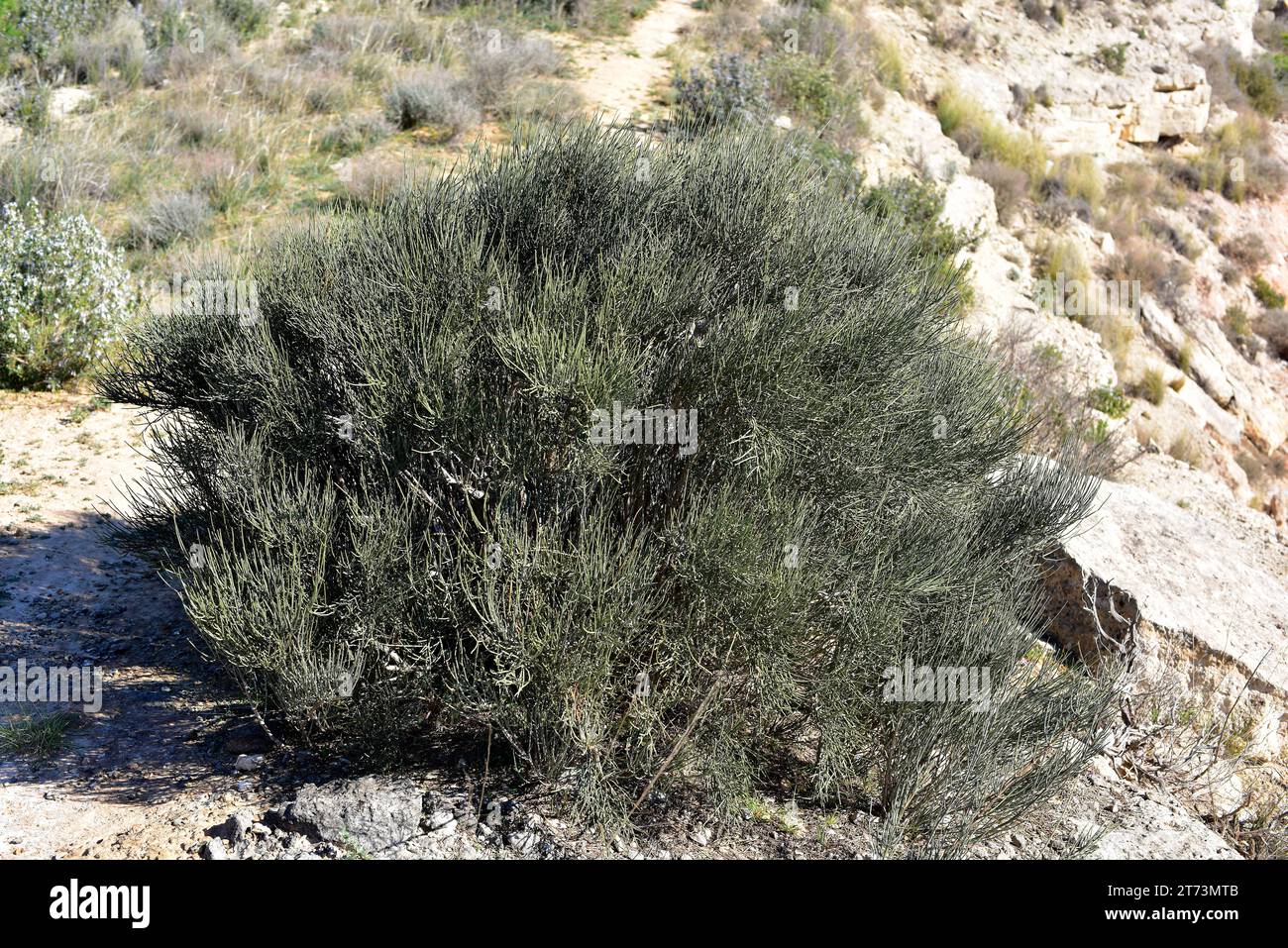 Efedra nebrodensis hi-res stock photography and images - Alamy