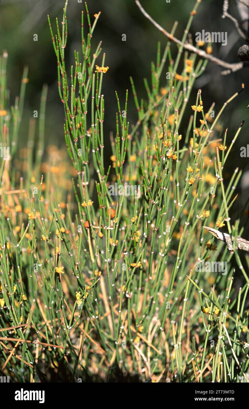 Efedra (Ephedra major or Ephedra nebrodensis) is a medicinal shrub ...
