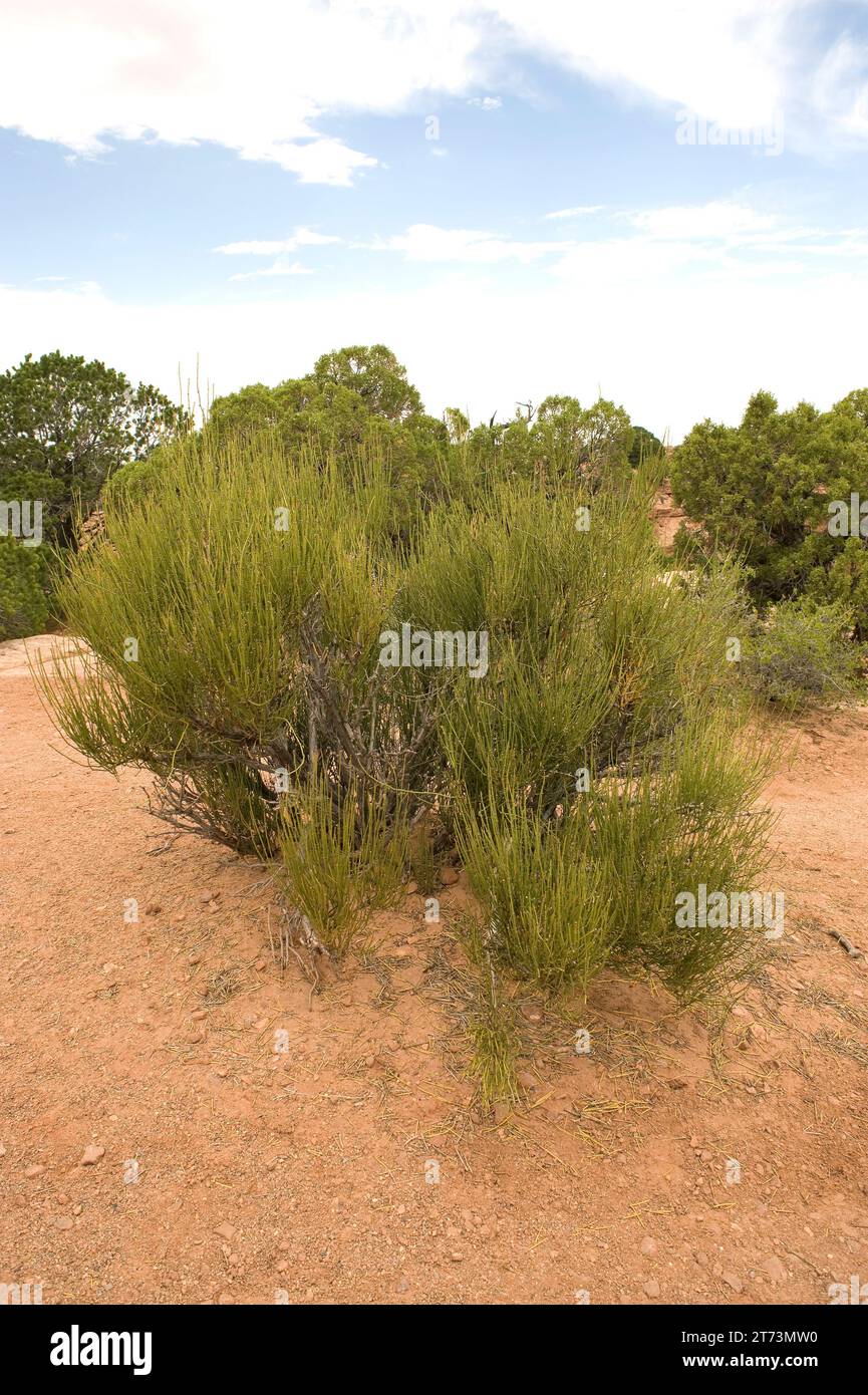Green Mormon tree (Ephedra viridis) is a medicinal Shrub native to ...
