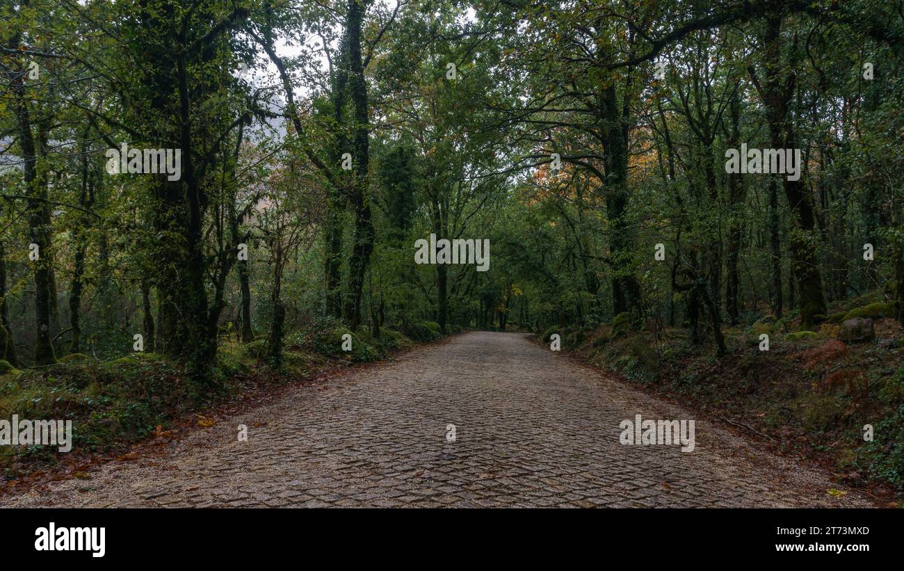 Old cobblestone road through forest hi-res stock photography and images ...