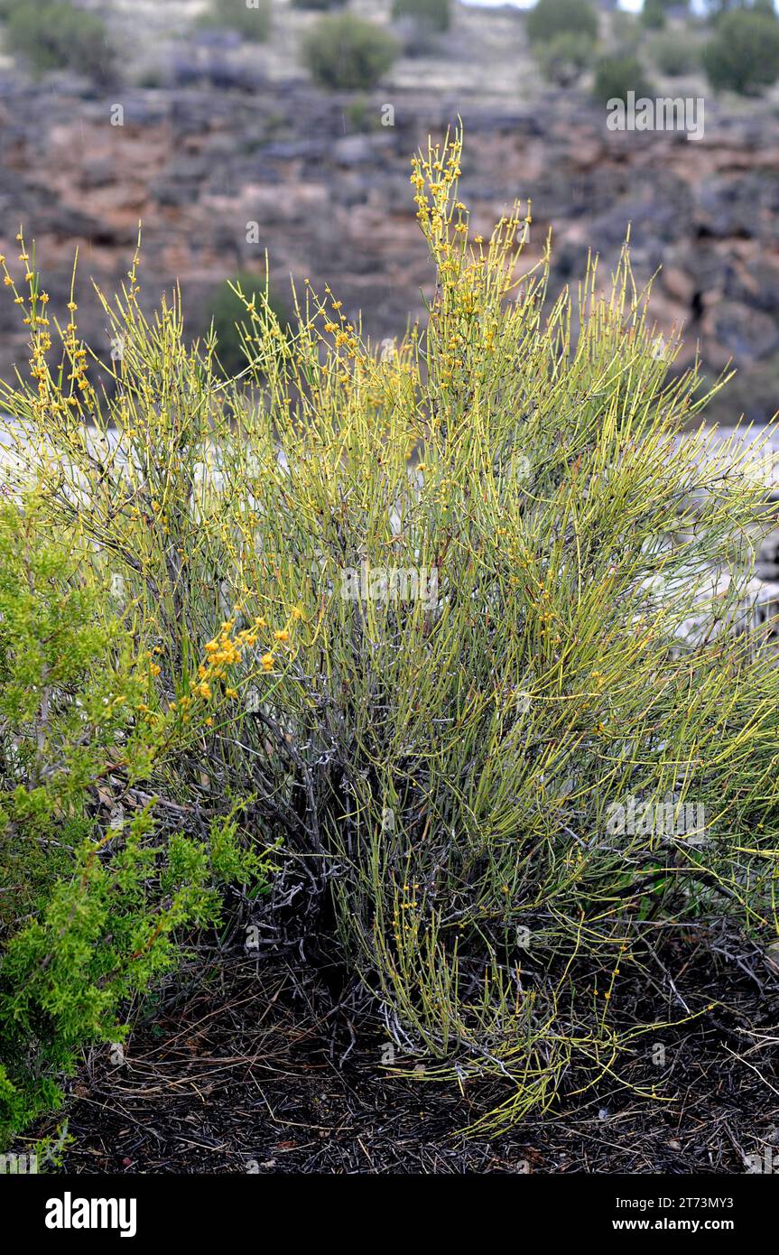 Green Mormon tree (Ephedra viridis) is a medicinal Shrub native to ...
