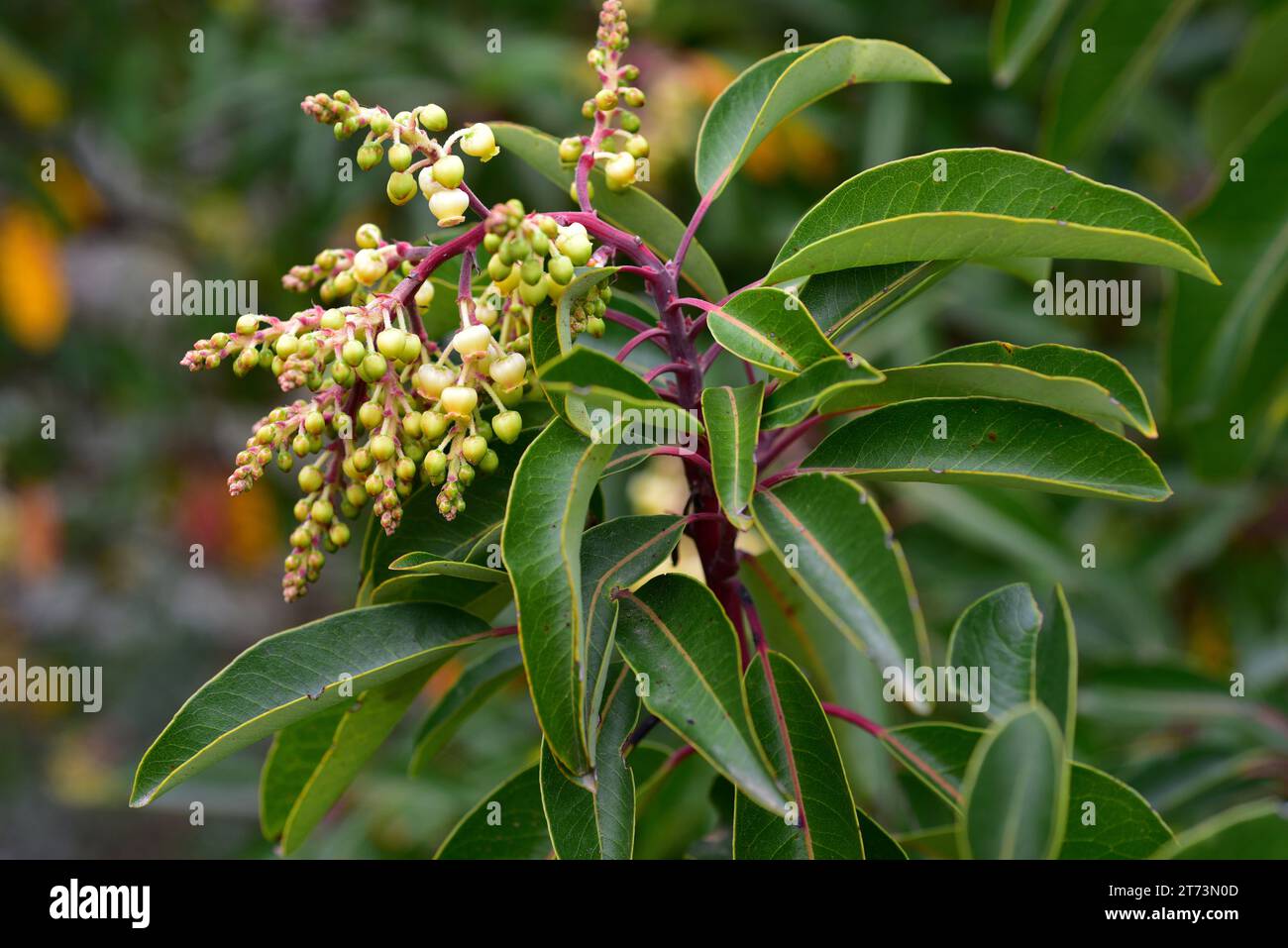 Greek strawberry tree (Arbutus andrachne) is an evergreen small tree ...