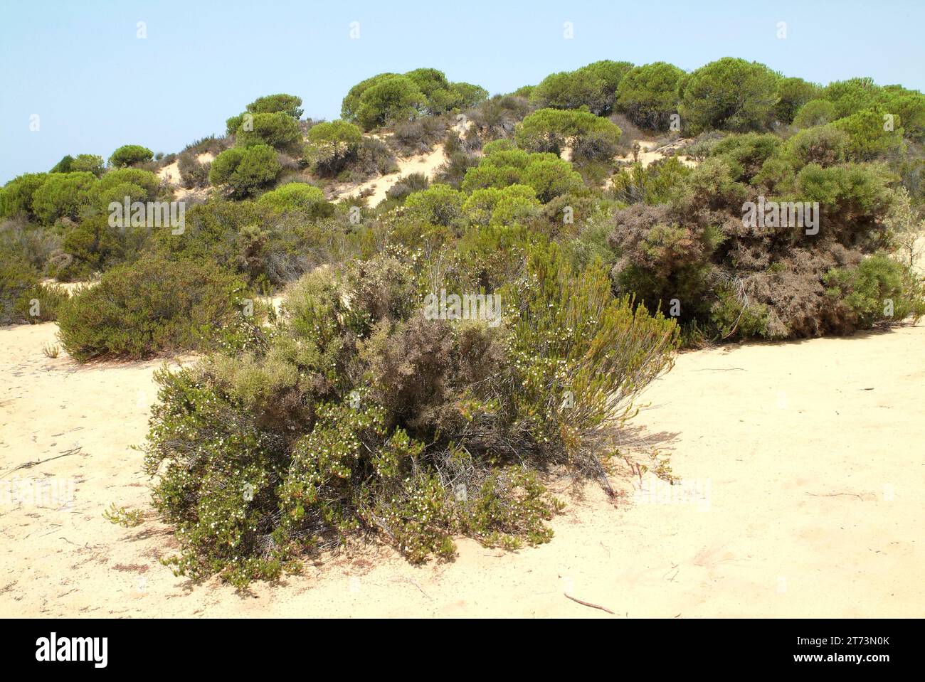 Camarina (Corema album) is a shrub endemic to Atlantic coasts of ...
