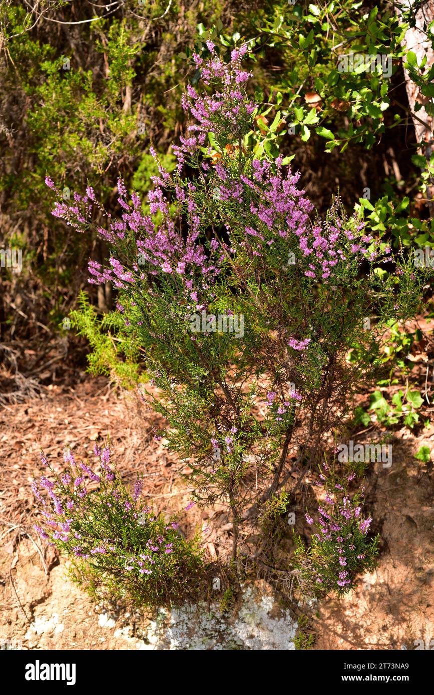 Brezo de invierno (Erica multiflora) is a shrub native to central and ...