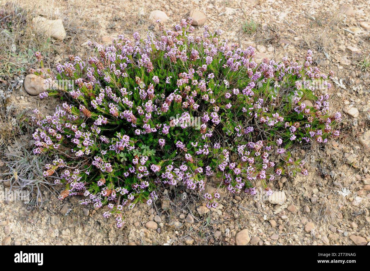 Cornish heath (Erica vagans) is a subshrub native to western Europe ...