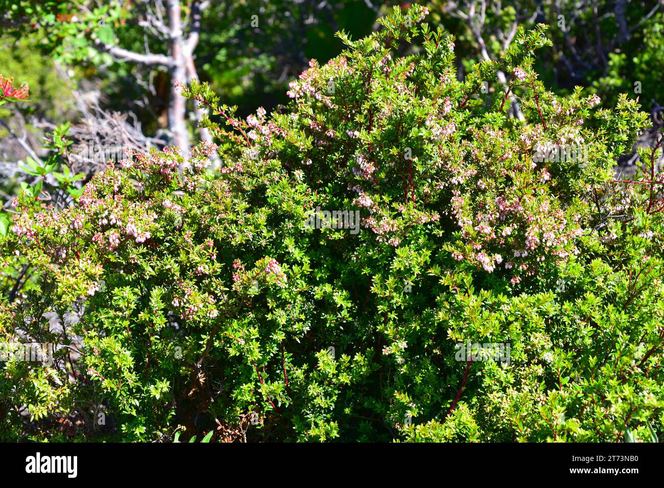 Chaura (Gaultheria phillyrifolia) is a shrub native to Chile and ...