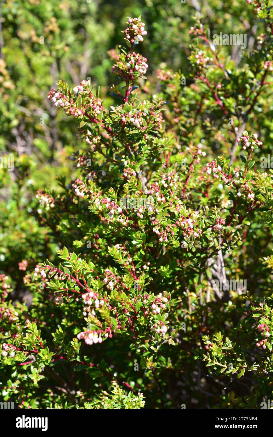 Chaura (Gaultheria phillyrifolia) is a shrub native to Chile and ...