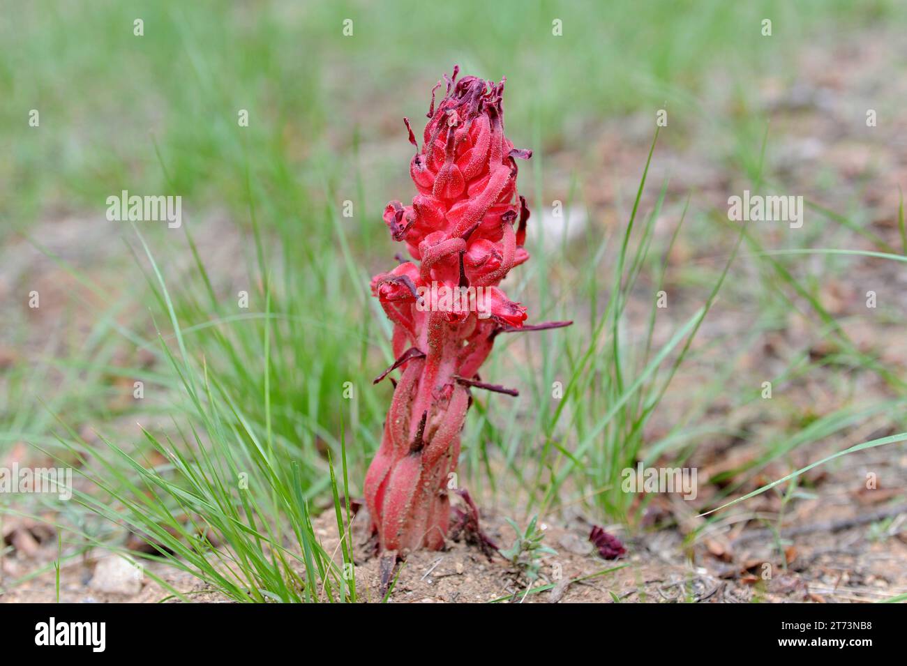 Snow plant or snow flower (Sarcodes sanguinea) is a parasitic plant ...