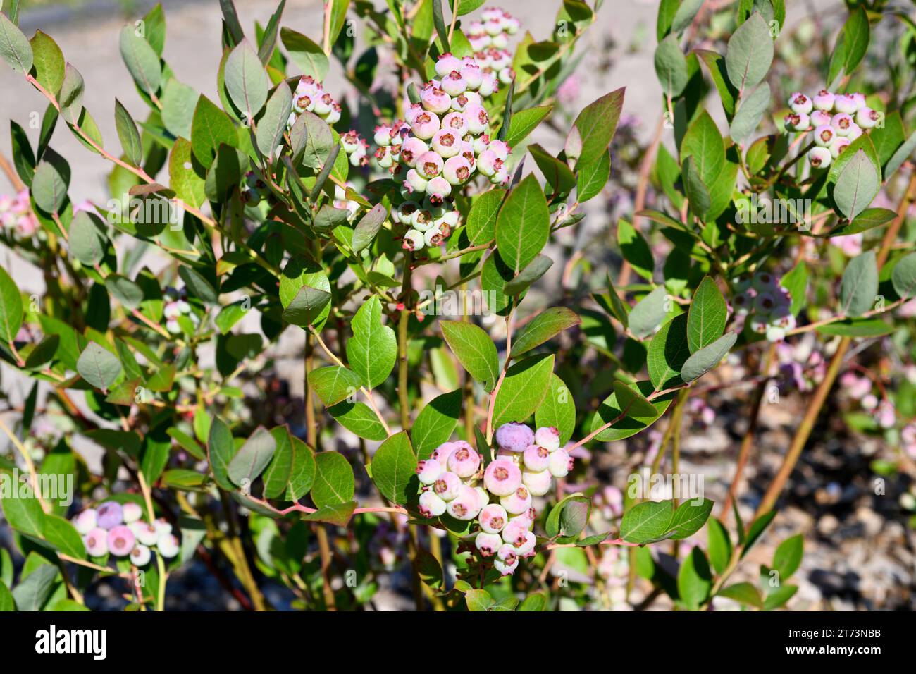 Northern highbush blueberry (Vaccinium corymbosum) is a deciduous shrub ...