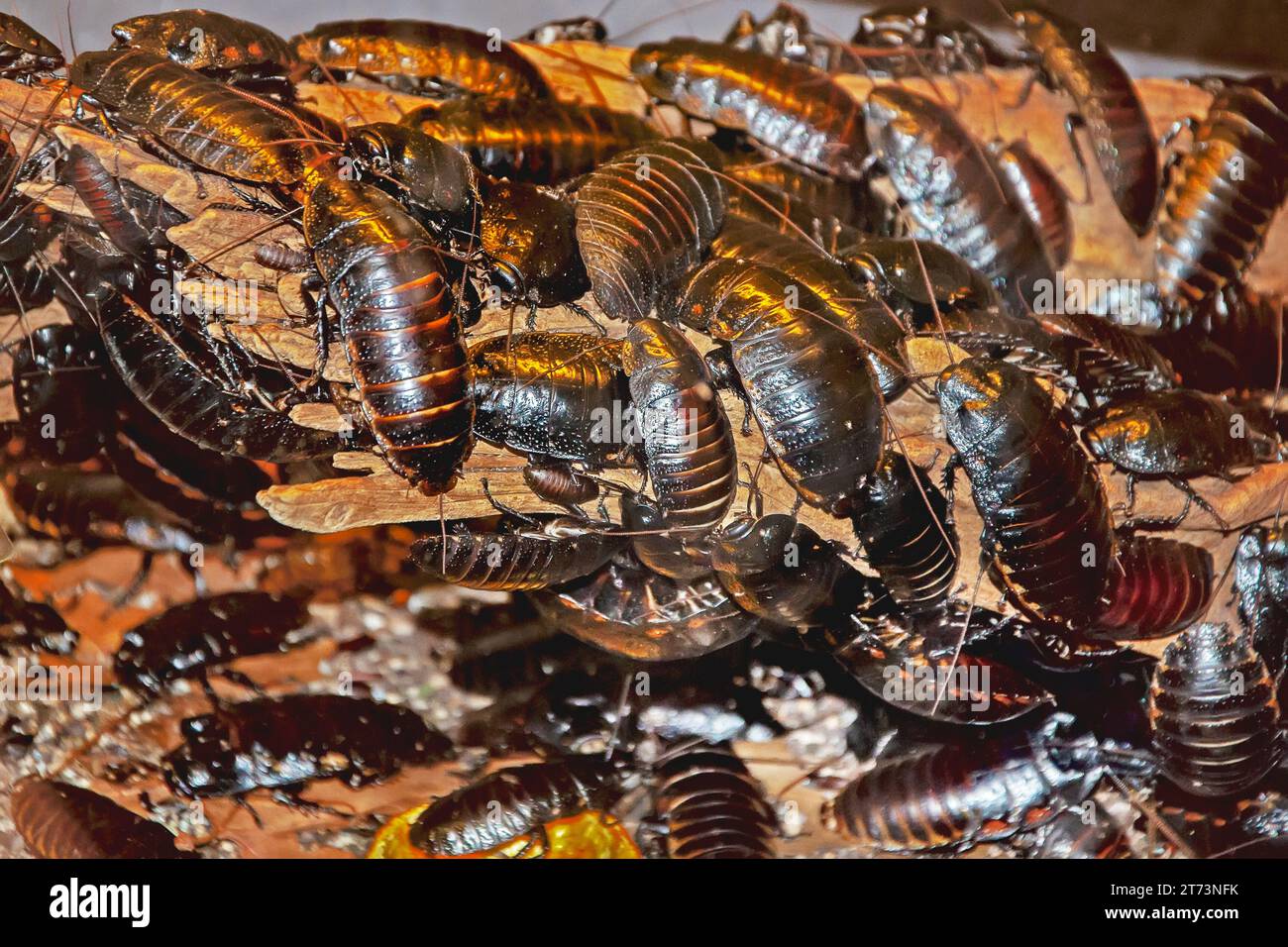 Madagascar hissing cockroach (Gromphadorhina portentosa) on a wooden ...