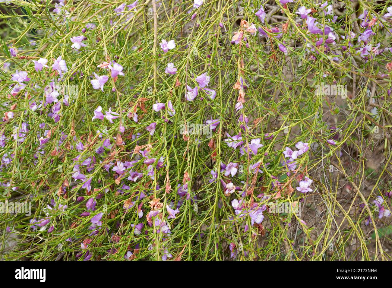 Spreading emu grass (Eremophila divaricata) is a shrub endemic to ...