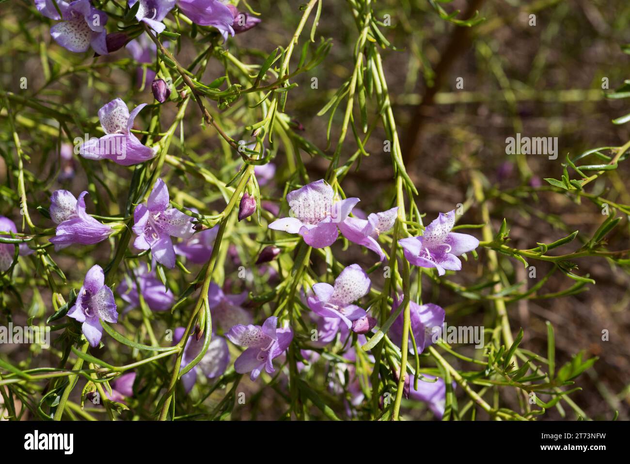Spreading emu grass (Eremophila divaricata) is a shrub endemic to ...