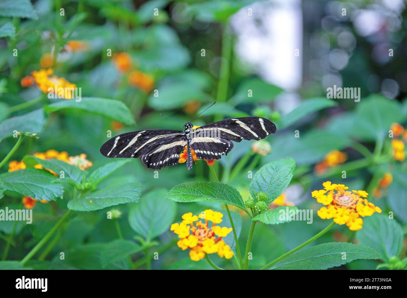 Tropical butterfly Heliconius charithonia, zebra longwing or zebra ...