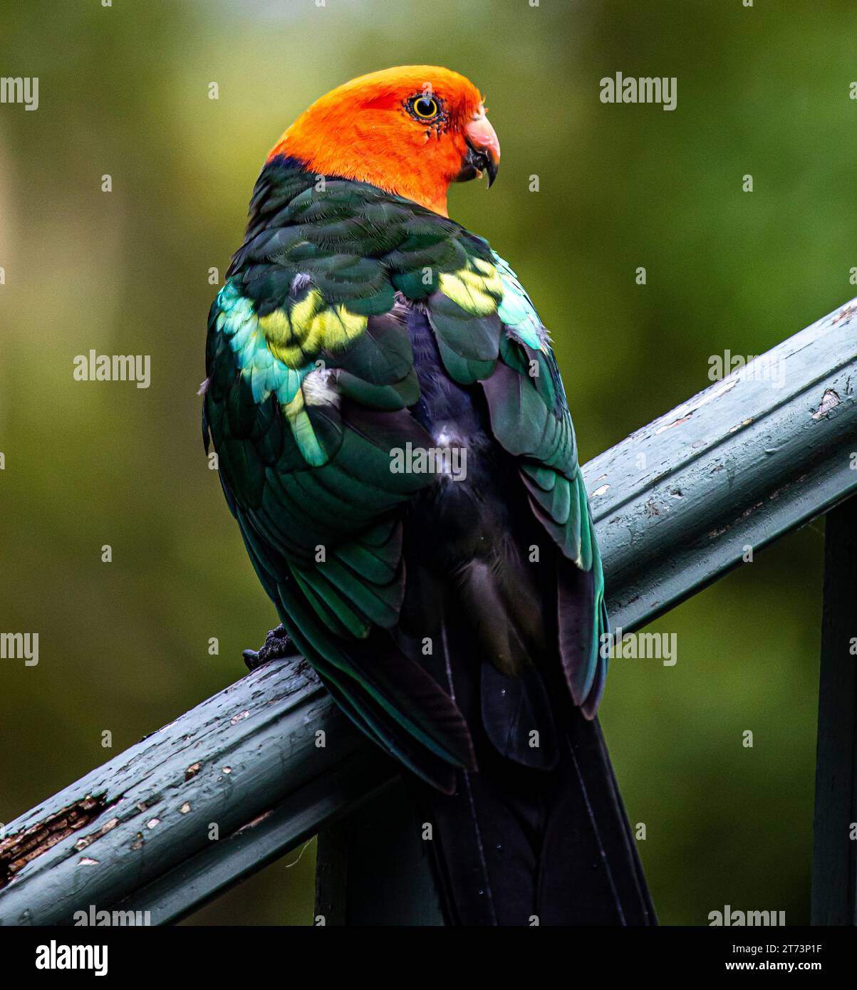 A small bird on a wooden railing on the outside of a window, looking ...