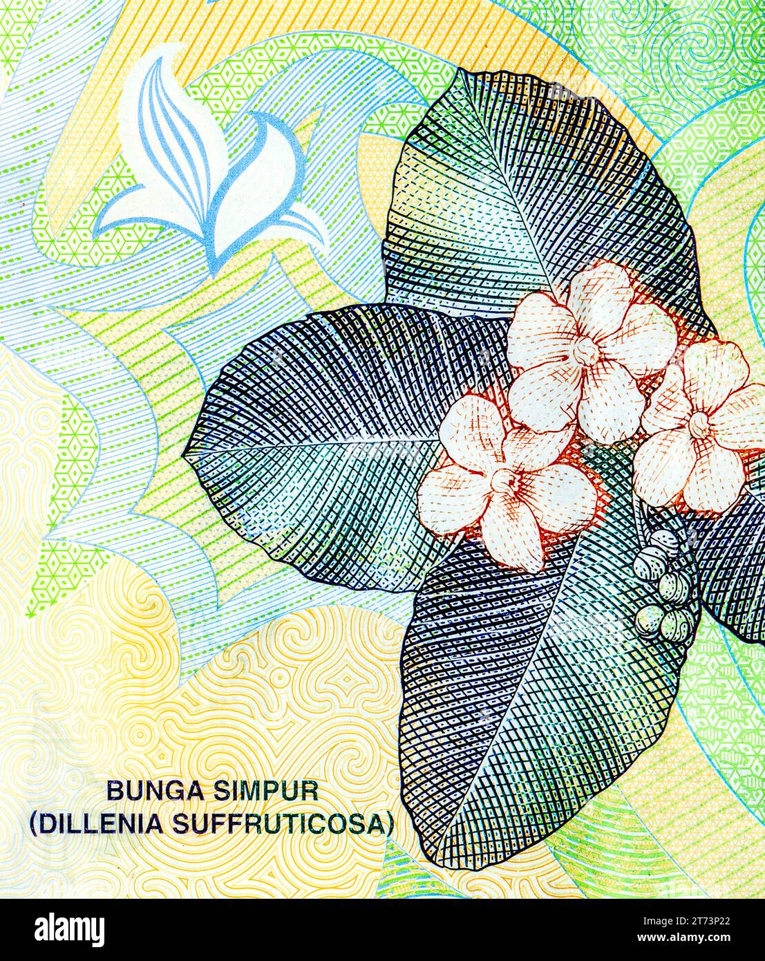 Simpur national flower brunei hi-res stock photography and images - Alamy