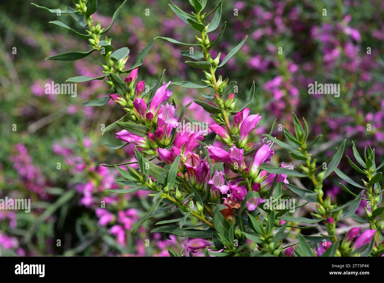 Emu bush (Eremophila lanii) is an evergreen shrub endemic to Australia ...