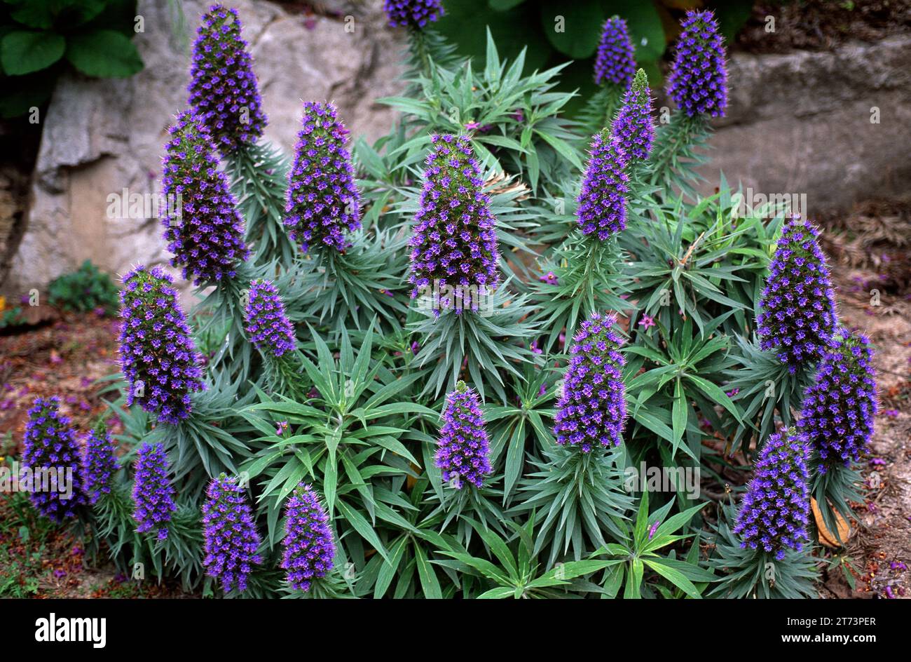 Pride of Madeira (Echium fastuosum or Echium candicans) is a shrub ...