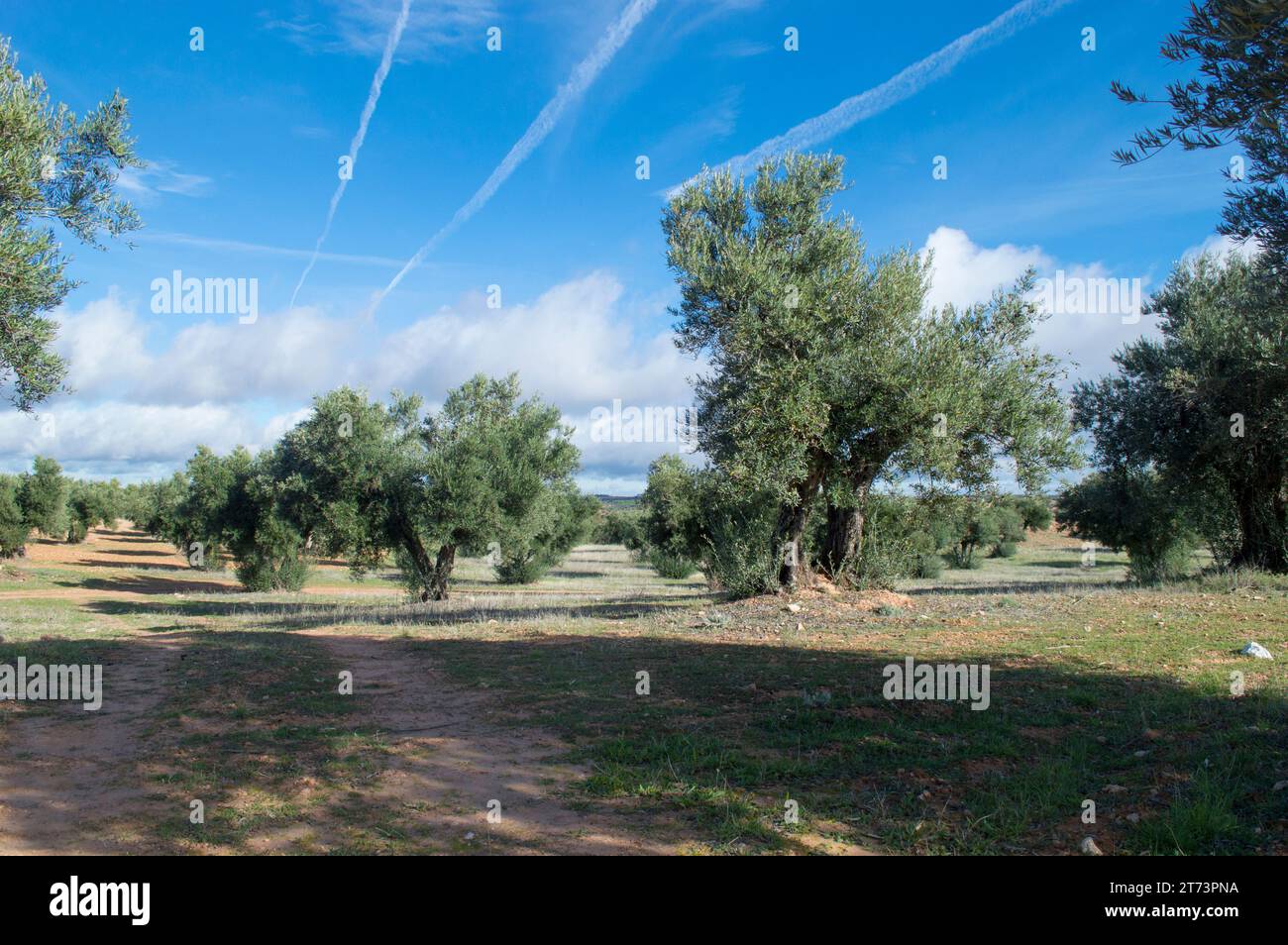 Agricultura virgen hi-res stock photography and images - Alamy