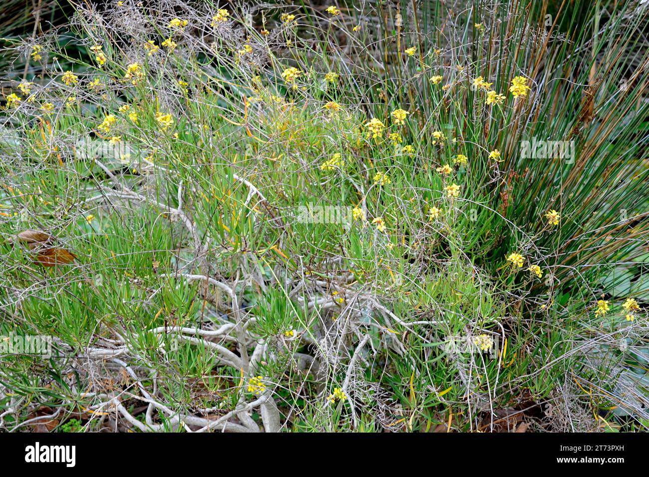 Sinapidendron angustifolium is a shrub endemic to Madeira, Macaronesia ...