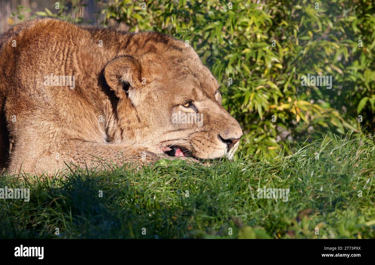 Carnivorous lion hi-res stock photography and images - Alamy
