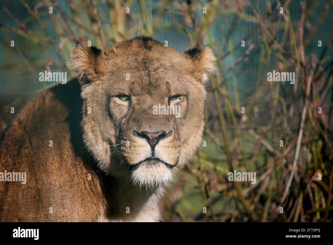 Animals with sharp teeth hi-res stock photography and images - Alamy
