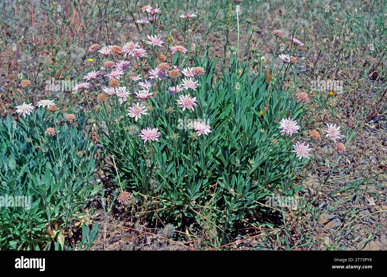 Rosalillo or rosalito de cumbre (Pterocephalus lasiospermus) is a shrub ...