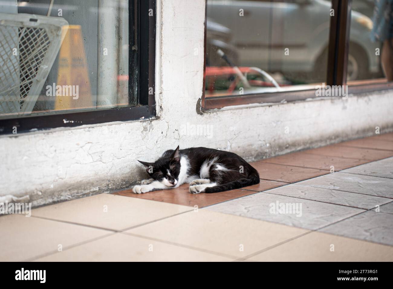 Stray wild cat in Indonesia. White and orange ginger colored furred ...