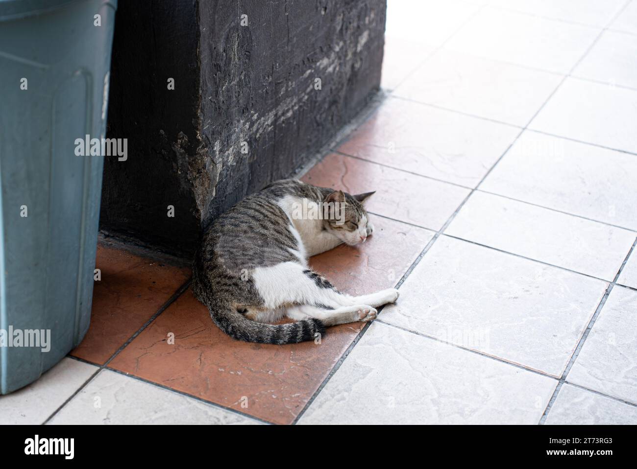 Stray wild cat in Indonesia. White and orange ginger colored furred ...