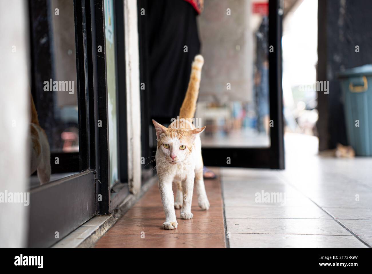 Stray wild cat in Indonesia. White and orange ginger colored furred ...