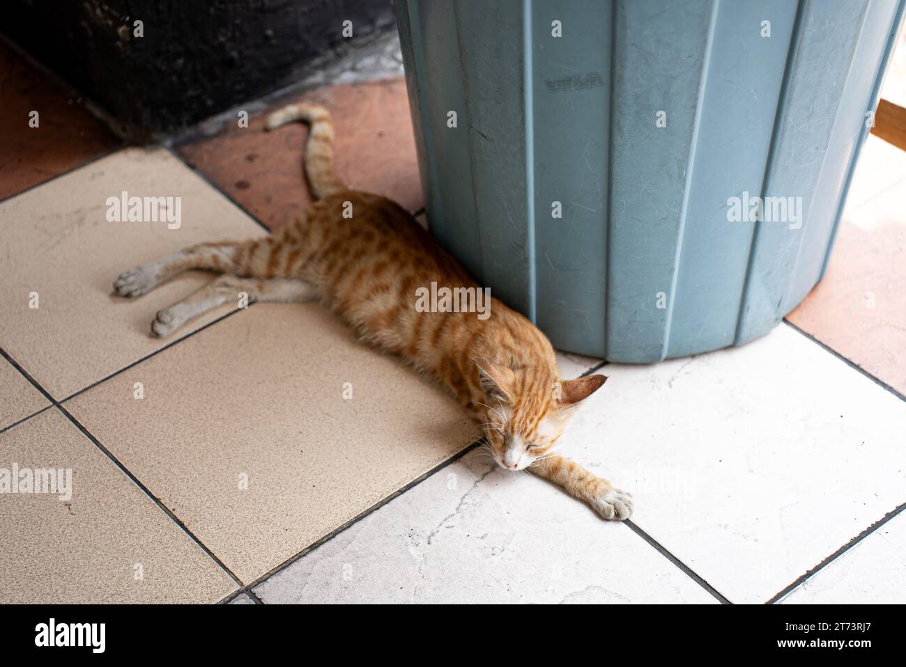 Stray wild cat in Indonesia. White and orange ginger colored furred ...