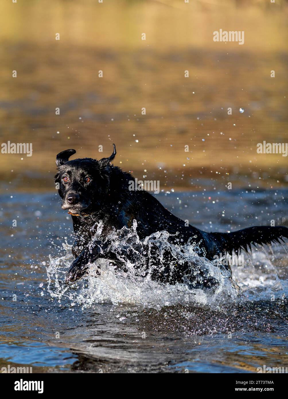 Labrador splashing through water hi-res stock photography and images ...